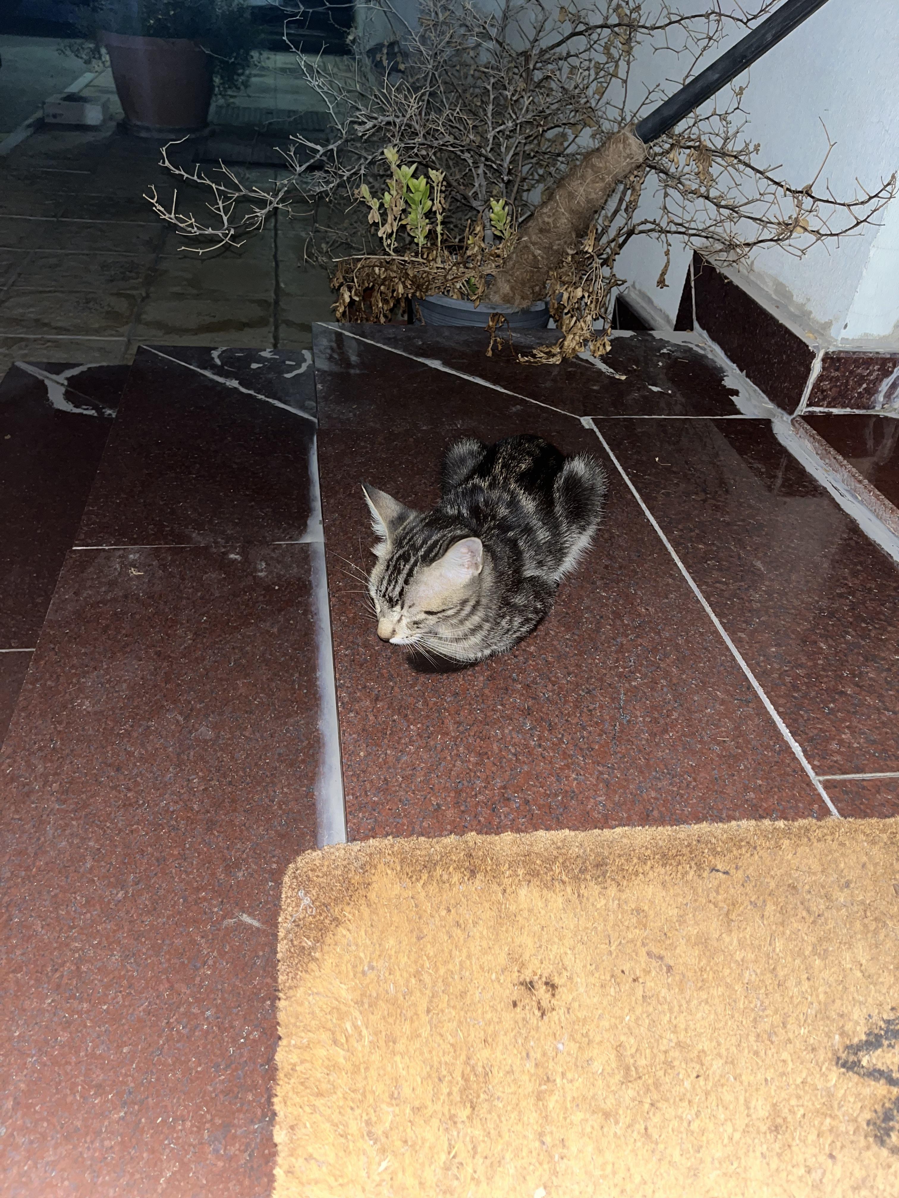 Discover more like Catloaf: Kitten loaf and Related Content | Scrolller