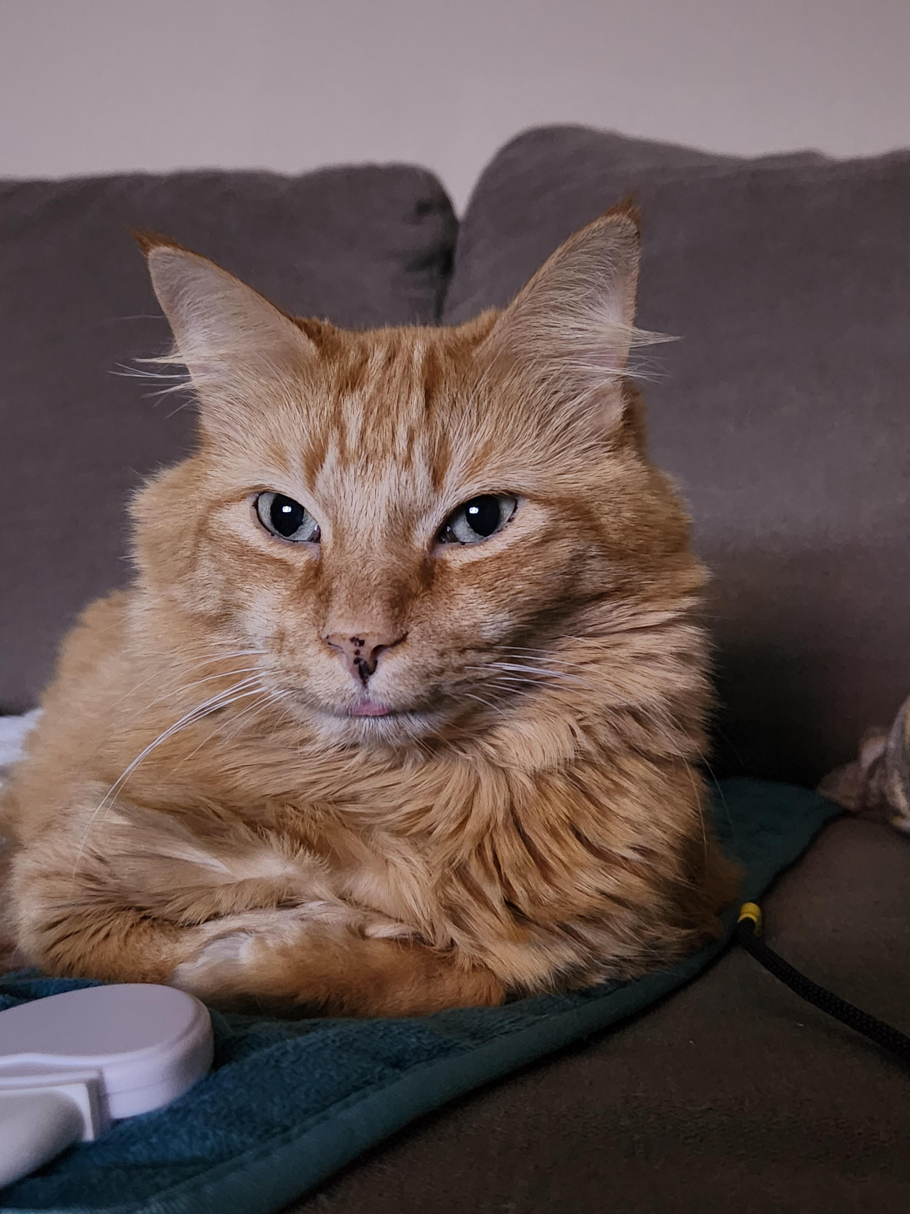 Little blep from full tooth extraction 5 days ago! | Scrolller