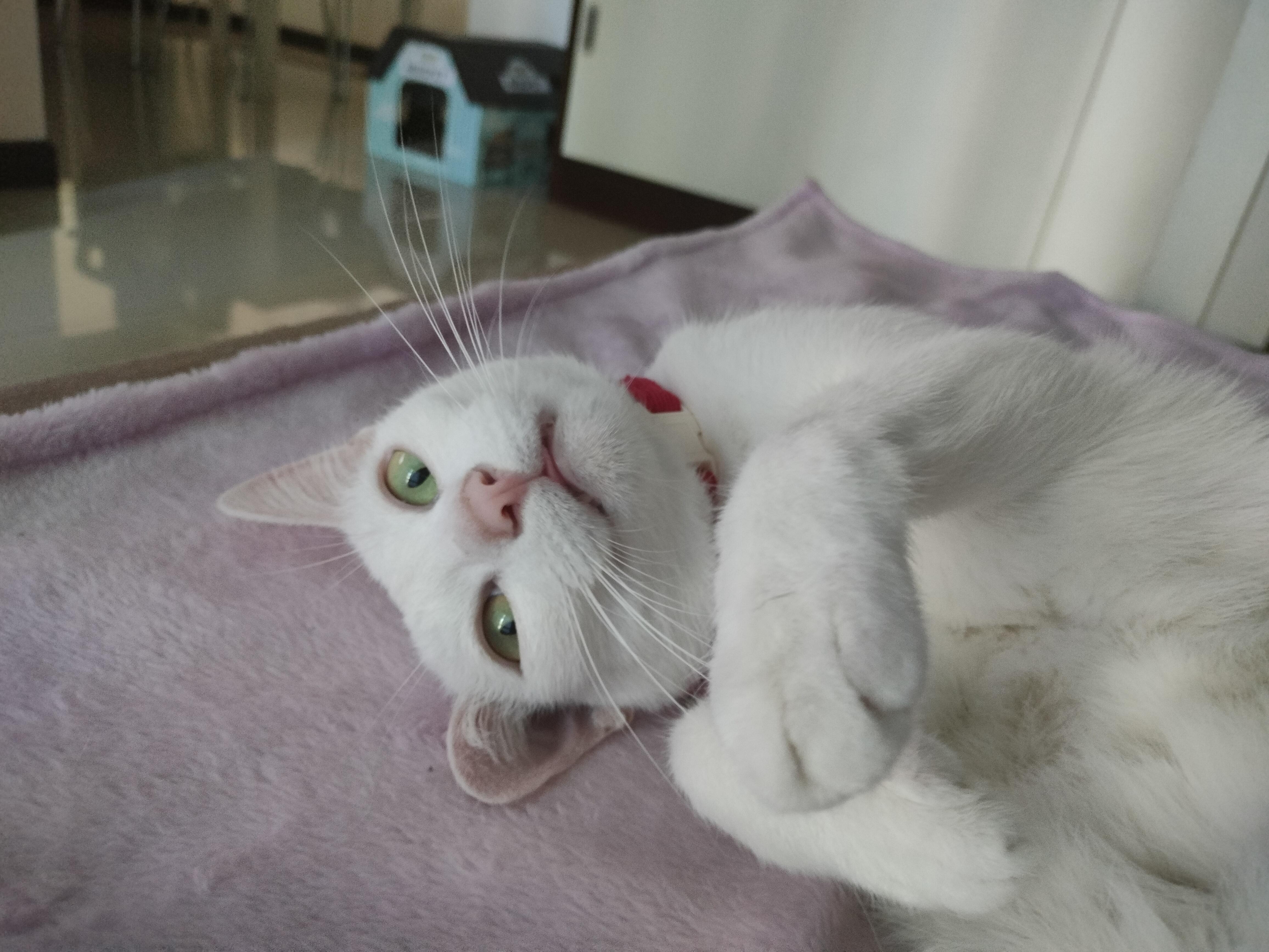 Here's Snow with a tiny blep | Scrolller