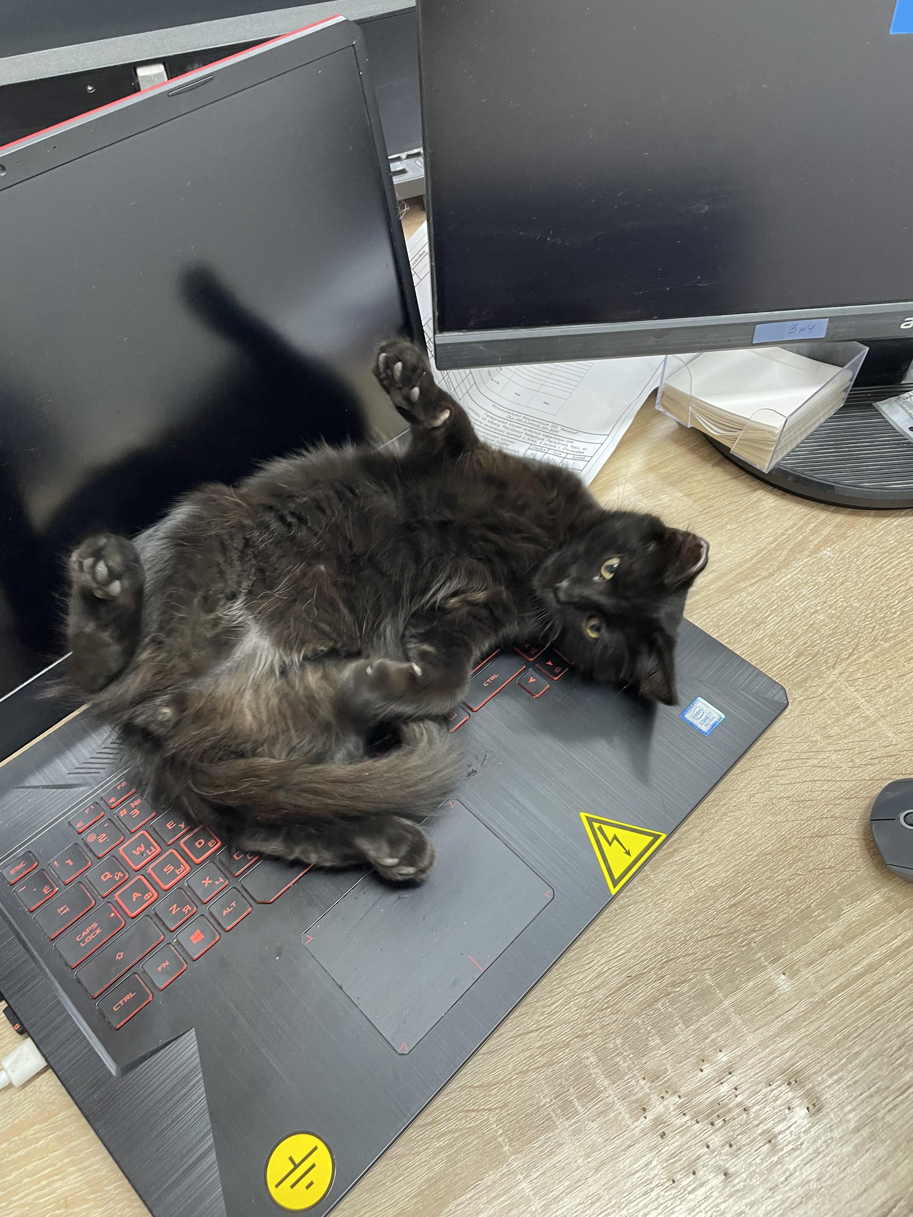 [OC] my work assistant 🥰 | Scrolller