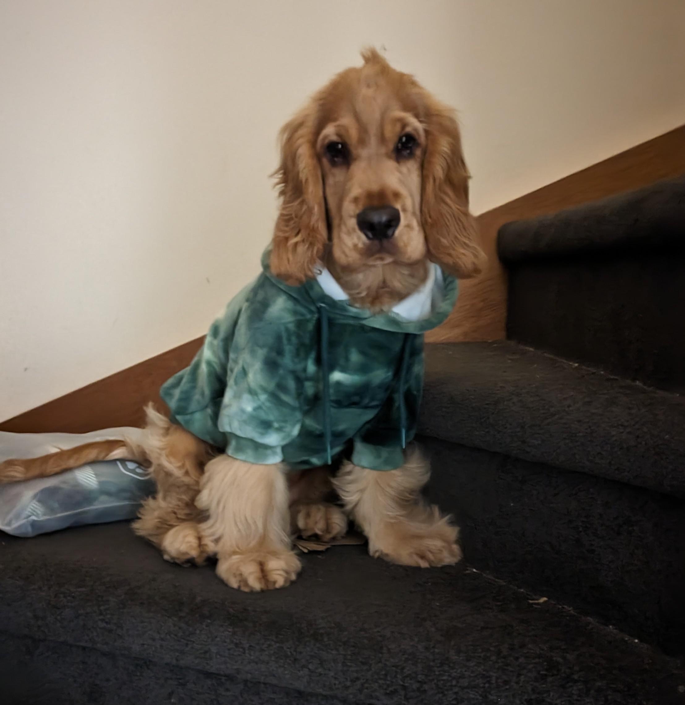 Looking all dapper in his first jumper | Scrolller