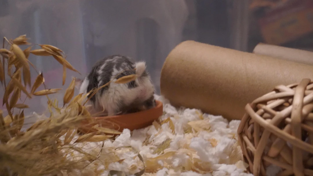 Hamster tail | Scrolller