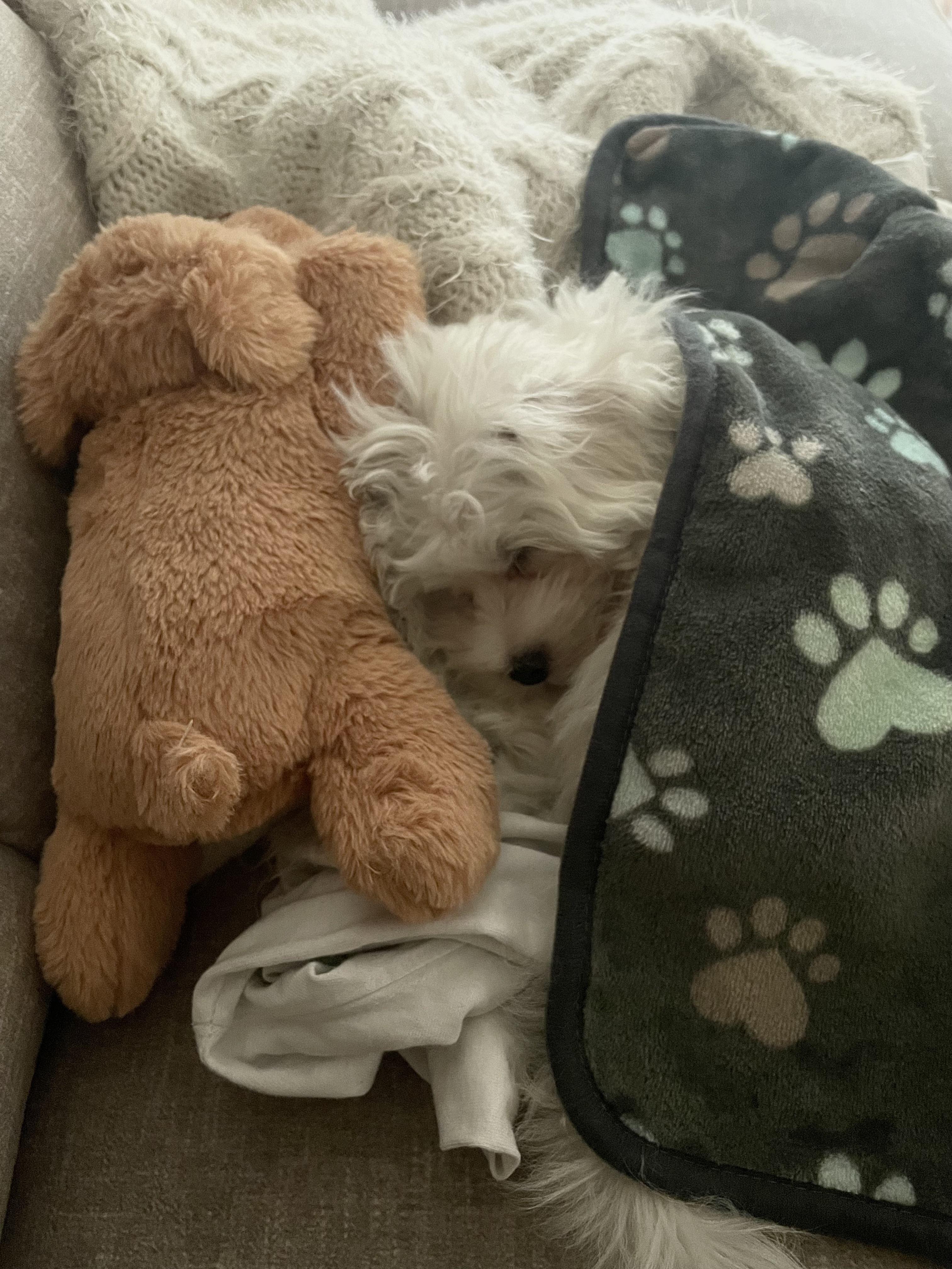 More Mister and his Snuggle Buddy. | Scrolller