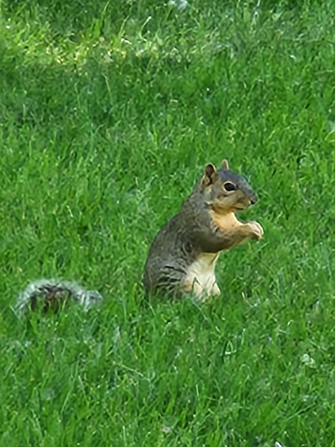 squirrel | Scrolller