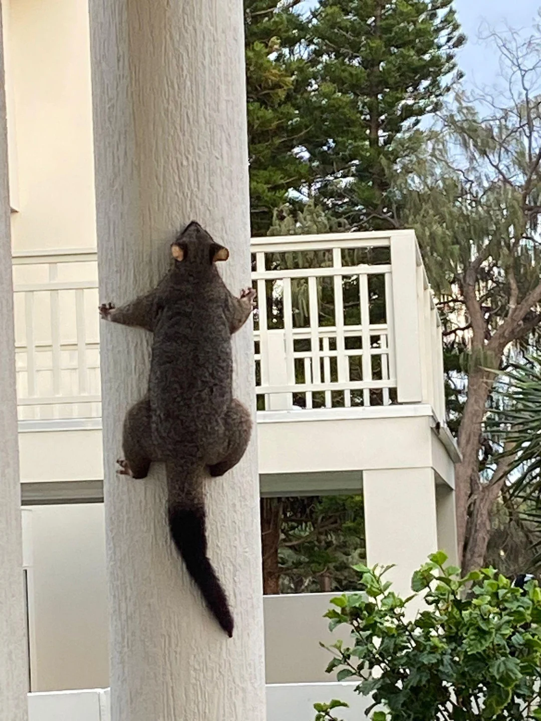 Is this a drop bear? | Scrolller