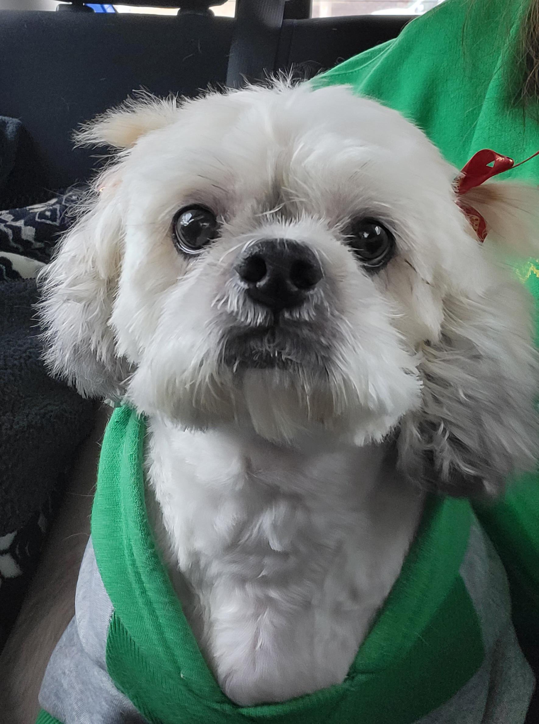 Sasha after her recent grooming | Scrolller