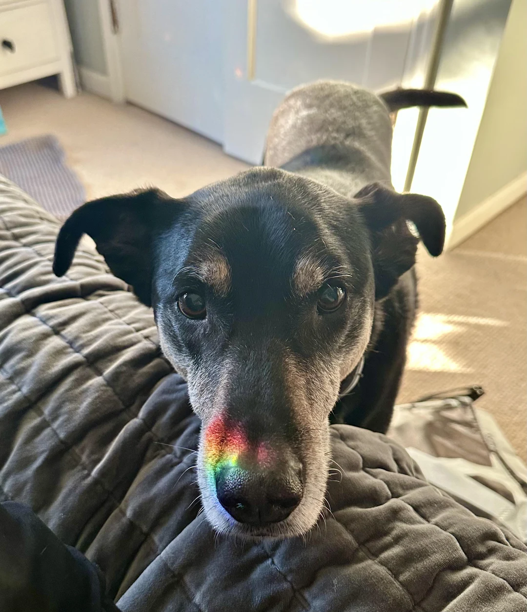 Rainbow boop! | Scrolller