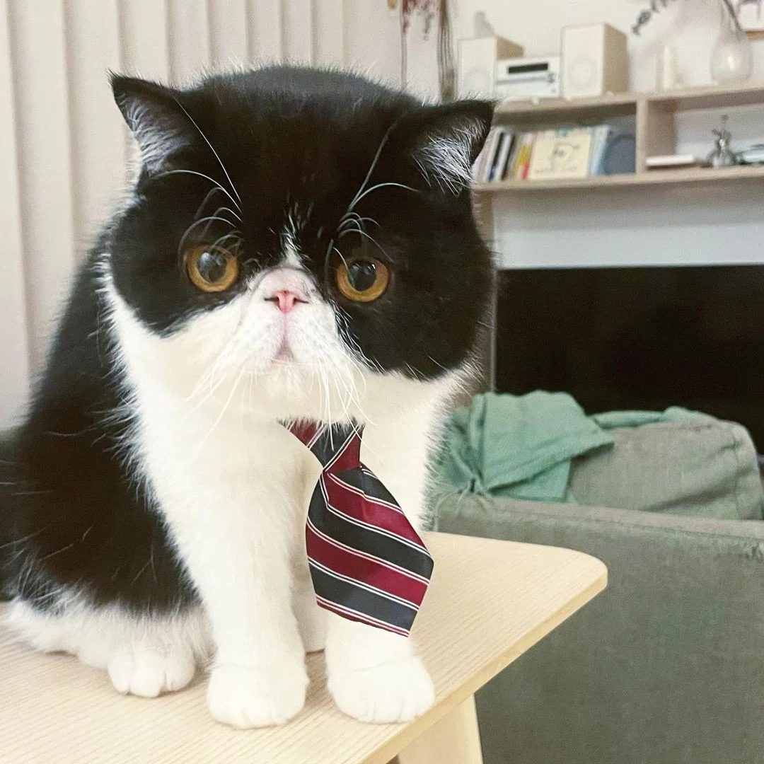 Handsome Boss! | Scrolller