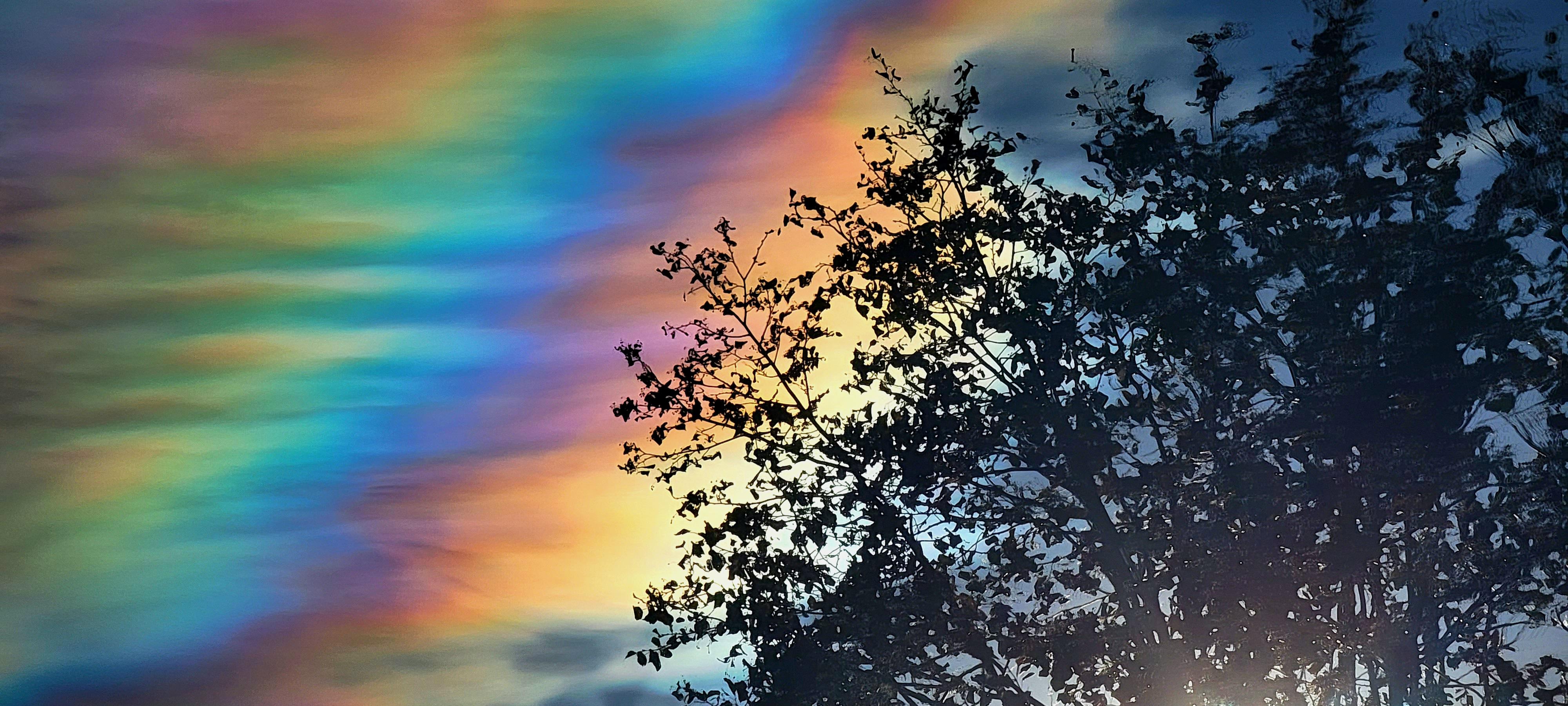 Upstate ny, late afternoon iridescent clouds and tree, [oc] | Scrolller