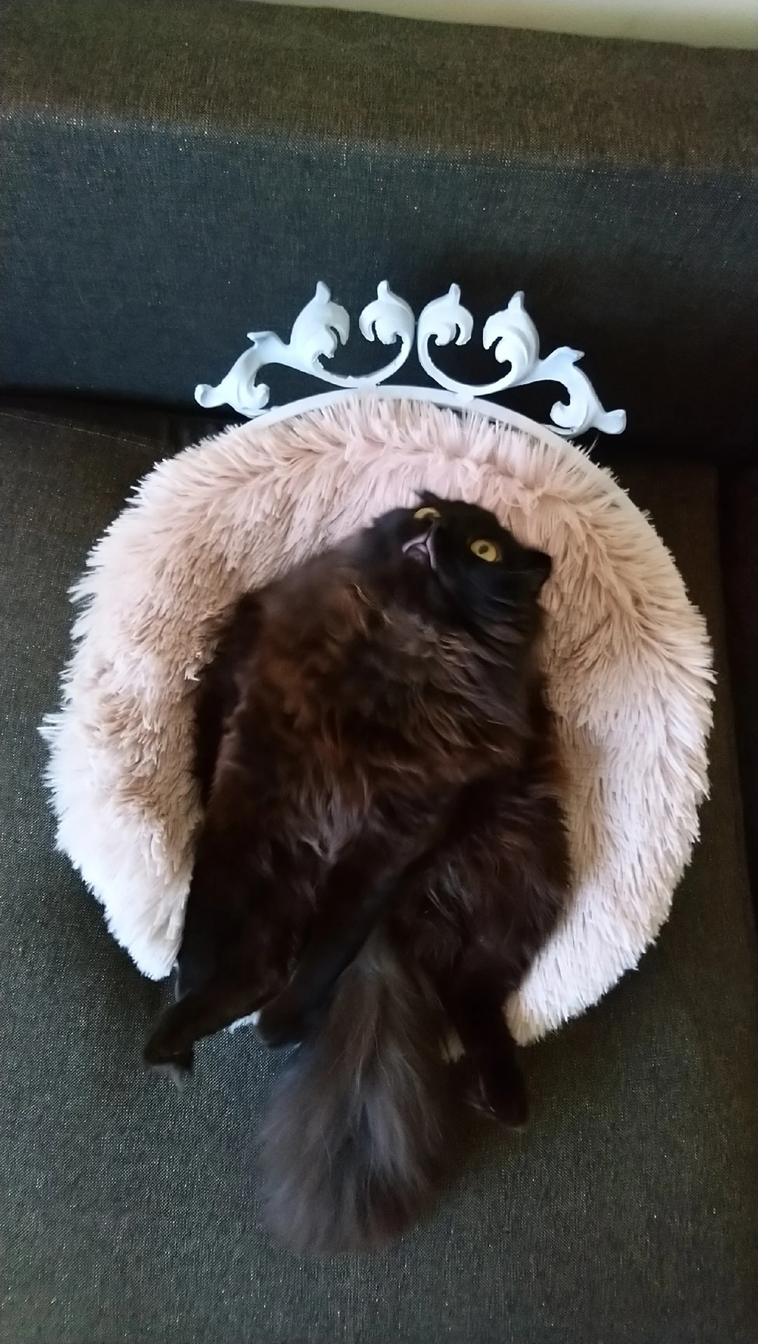 Floof in shock | Scrolller