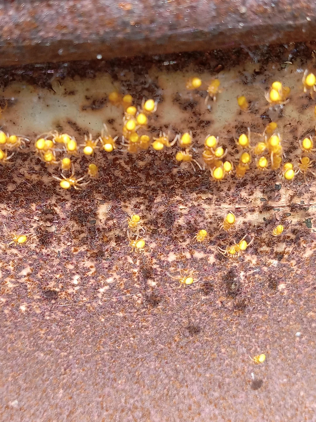 Gold glitter with legs | Scrolller