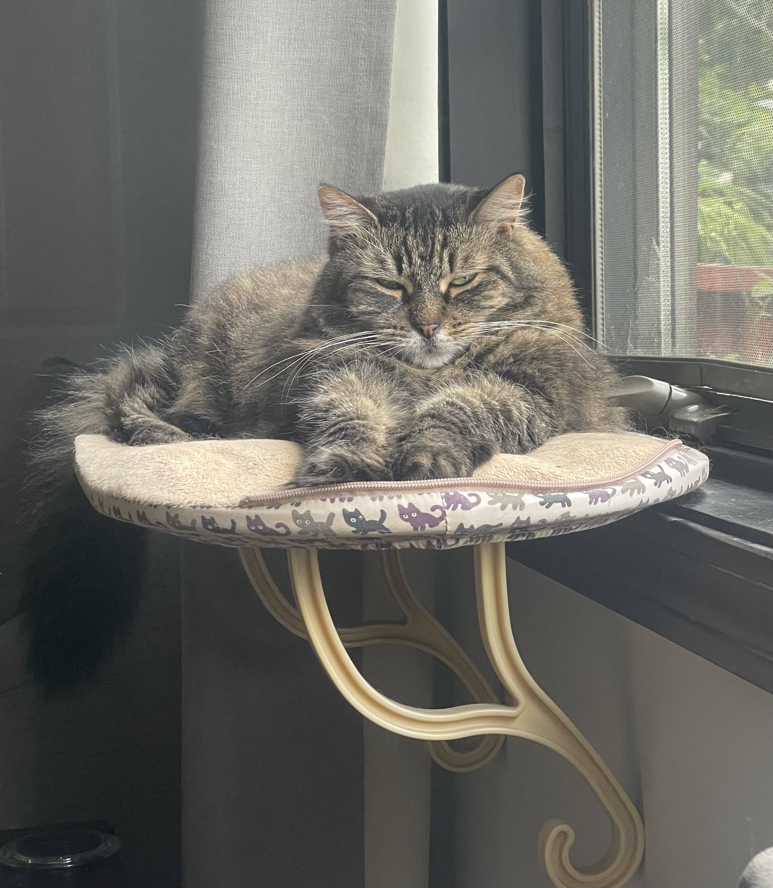 My Floof melts into herself | Scrolller