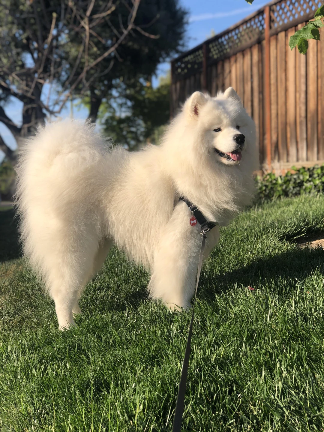 Fluff Status: Epic | Scrolller