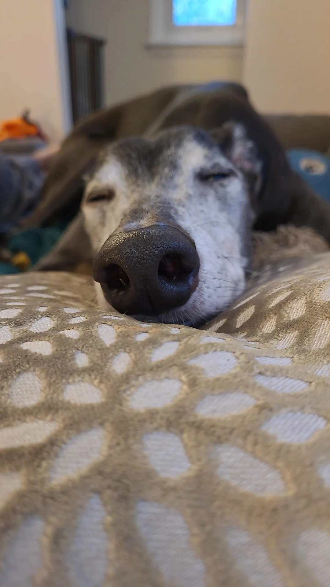 Just an old man enjoying his post walk nap | Scrolller