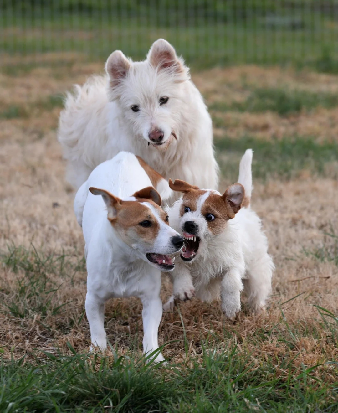 Look at these dogs | Scrolller