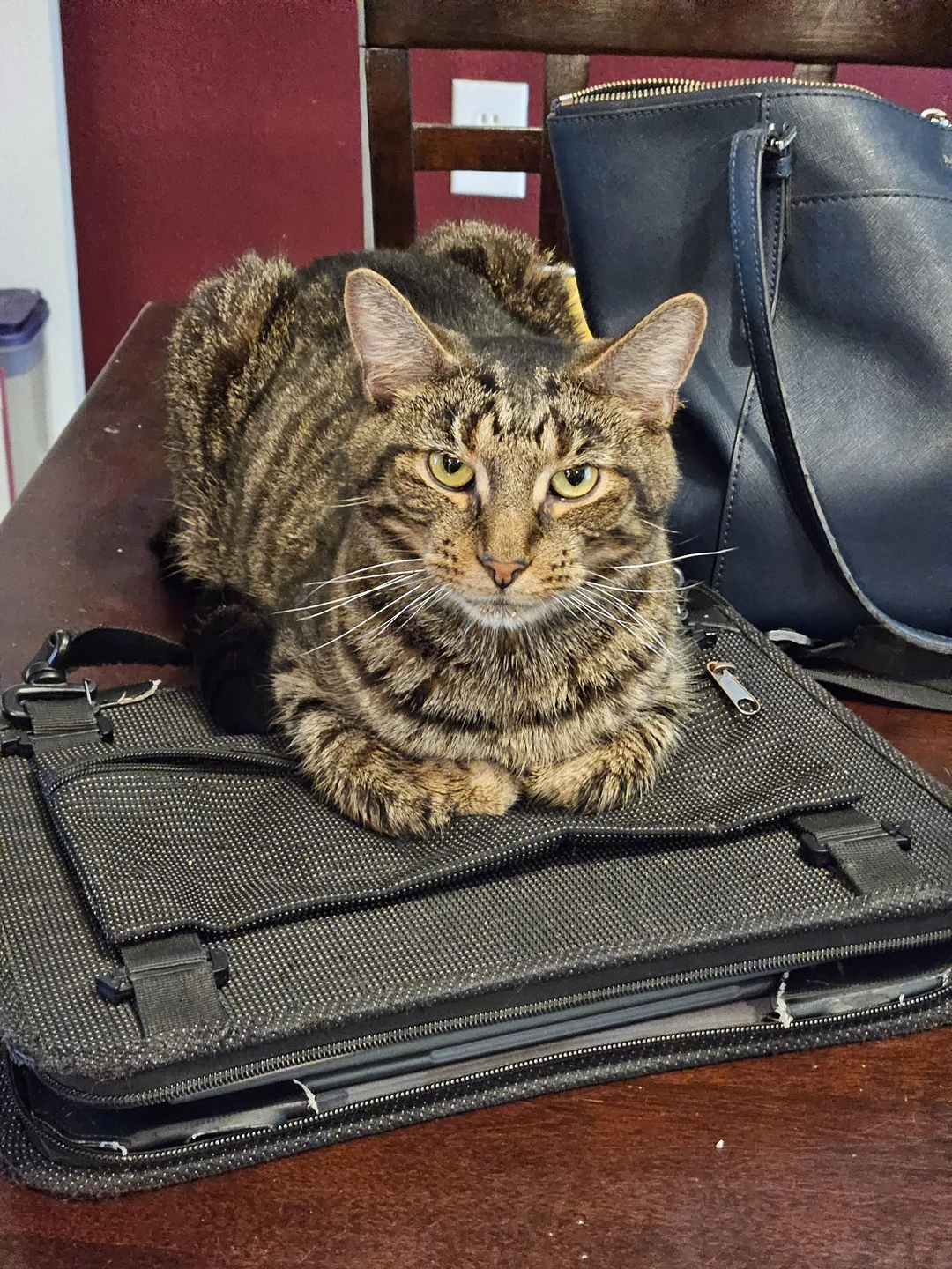 Loaf check while checking homework | Scrolller