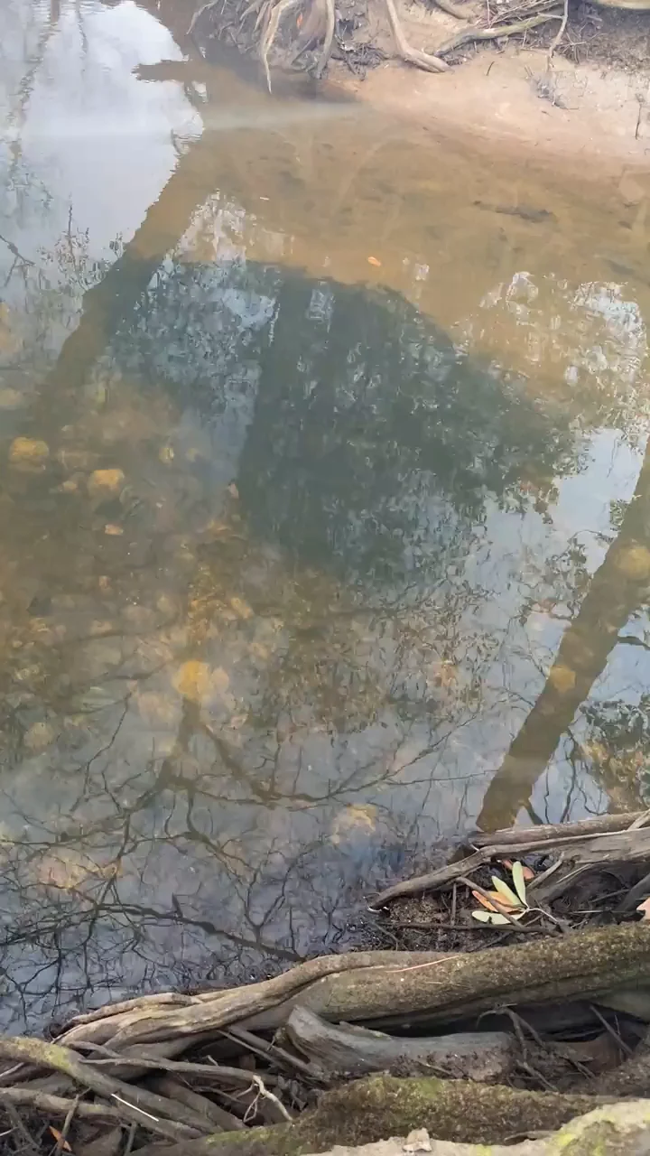 Help identifying species? | Scrolller