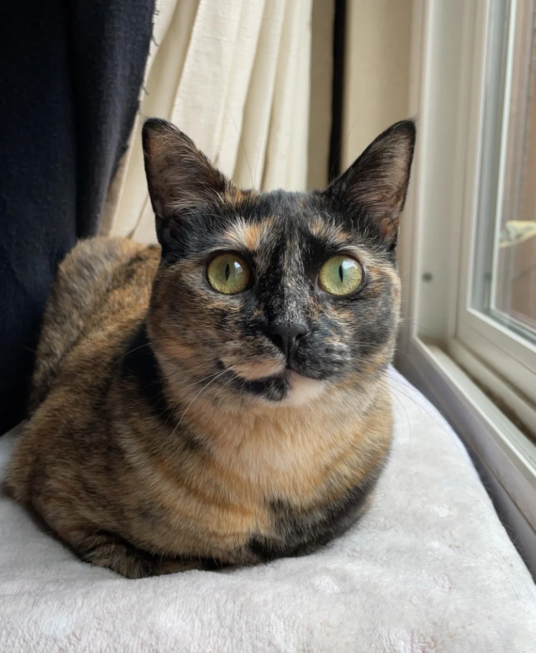 Peanut butter loaf 🍞 | Scrolller