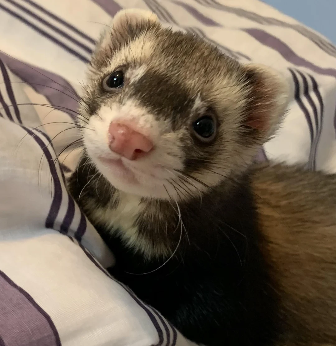 My ferret | Scrolller