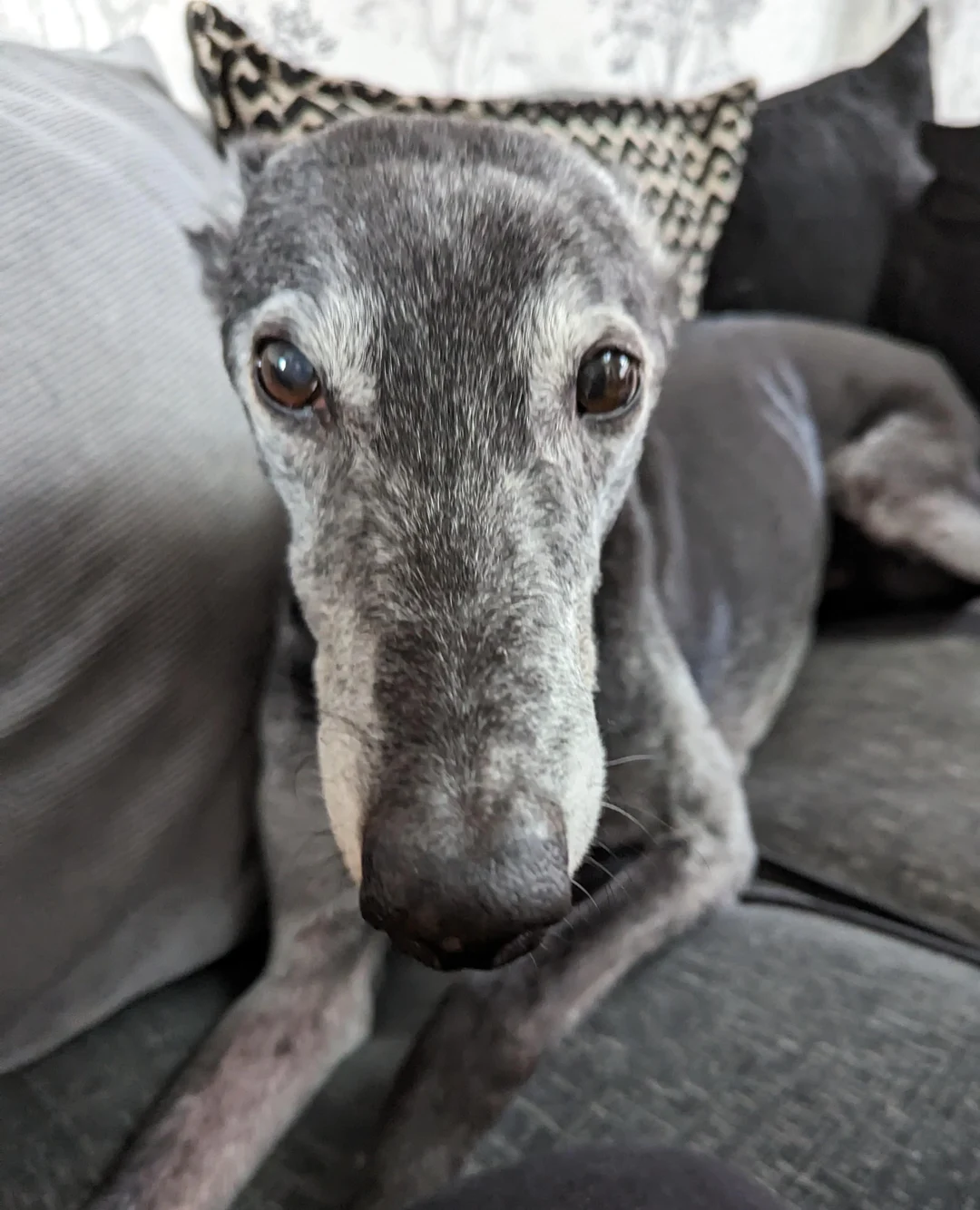 Lloyd has lost his ears! | Scrolller