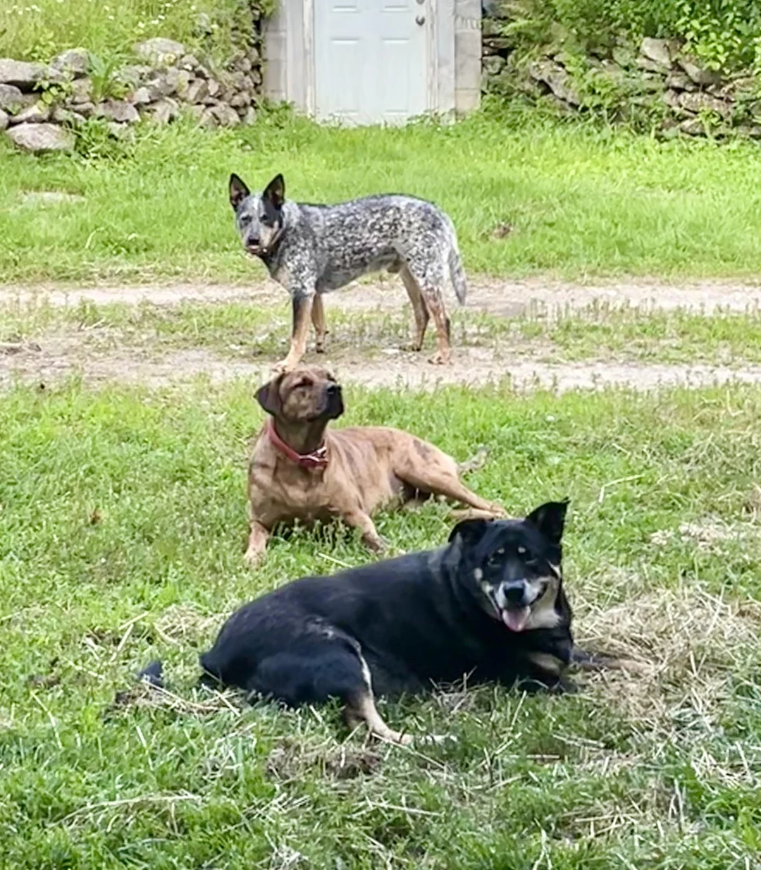 Look at all the dogs | Scrolller