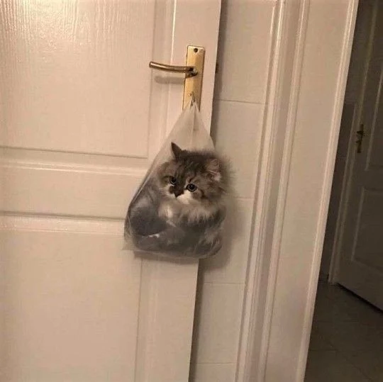 Just hanging there | Scrolller