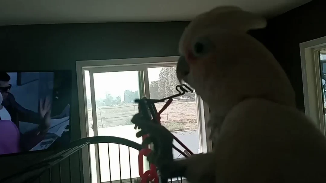 [OC] My Little Chicken | Scrolller