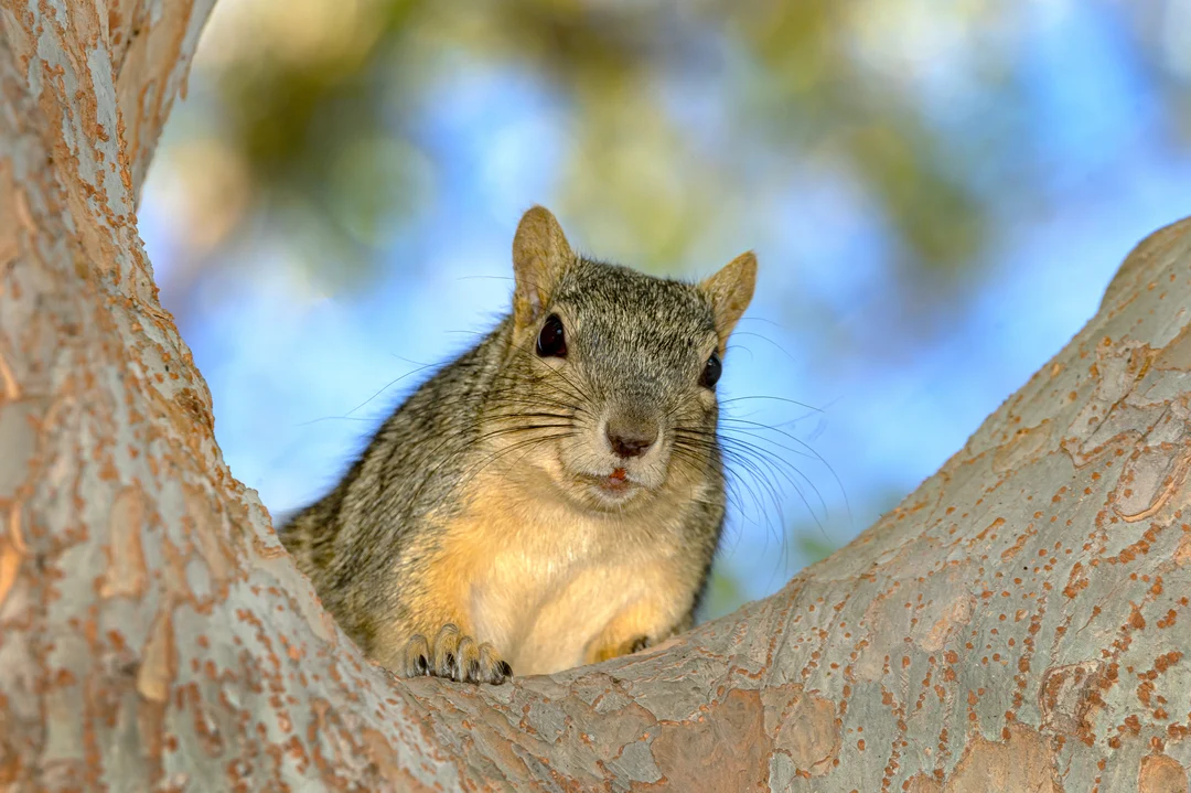 Discover more like Squirrels: Boy Squirrel and Related Content | Scrolller