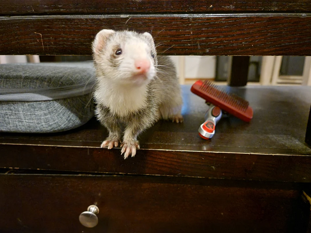 Our Roxie was the strongest little love, how do I comfort her cage mate? | Scrolller