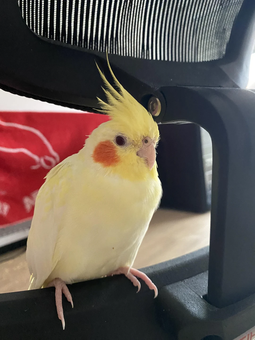 Advice needed | Scrolller