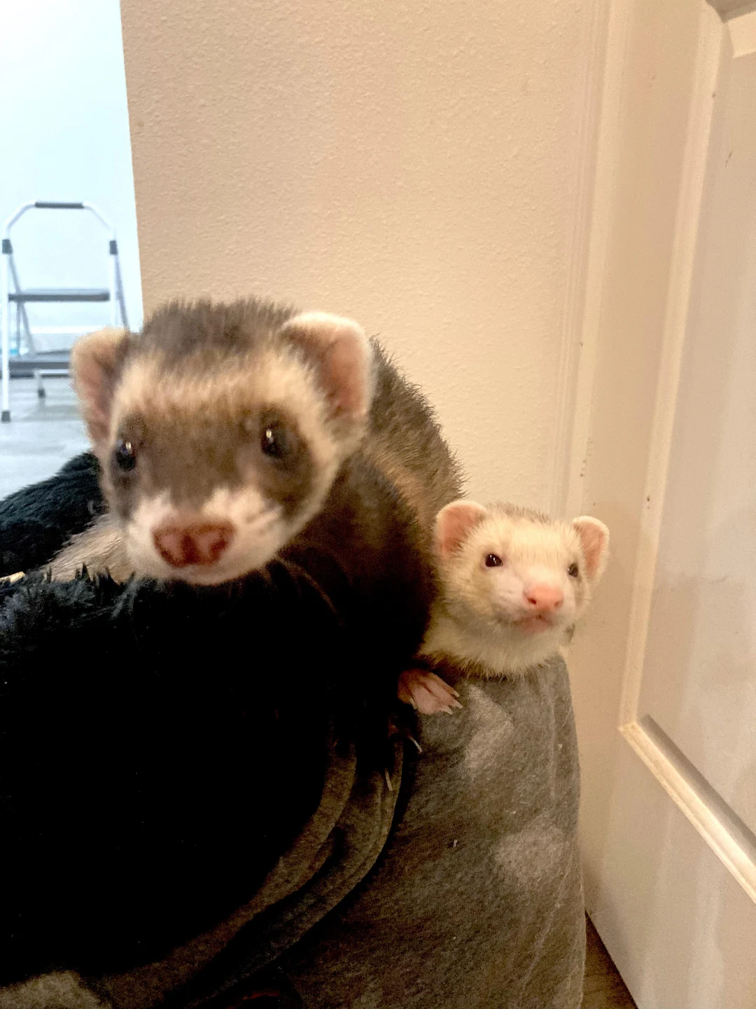 Hamper ferrets | Scrolller