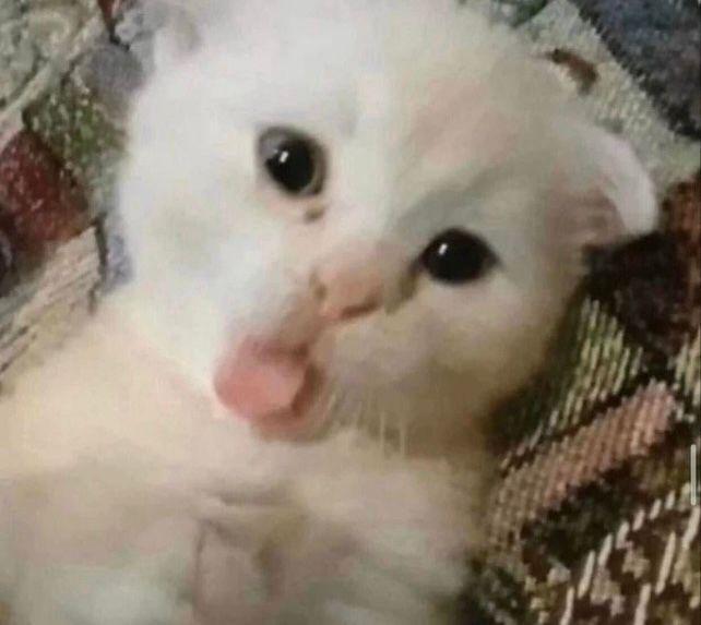 blep so cute!! do you like it? | Scrolller