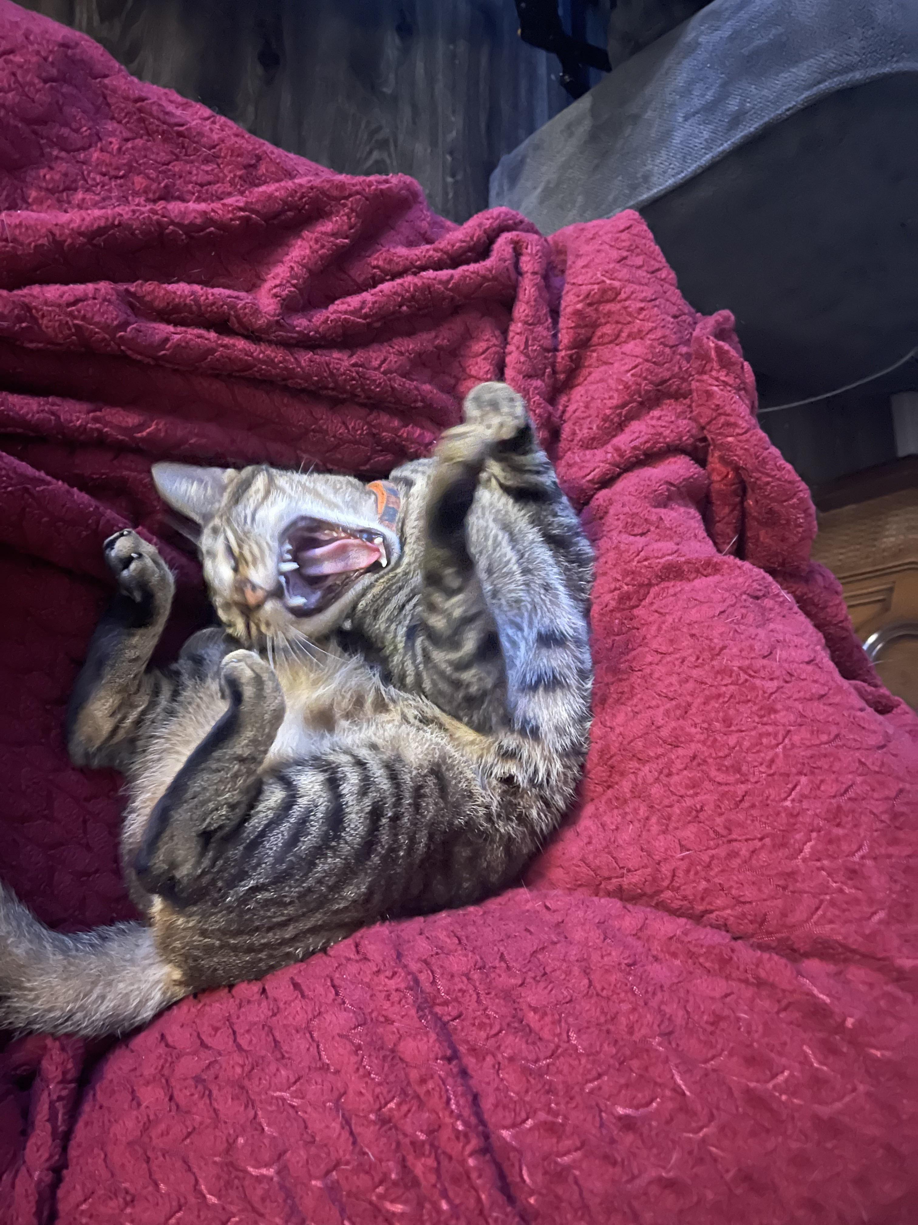 Goose caught mid-yawn mid-stretch | Scrolller