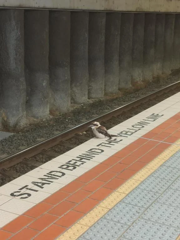 No regard for train platform etiquette | Scrolller