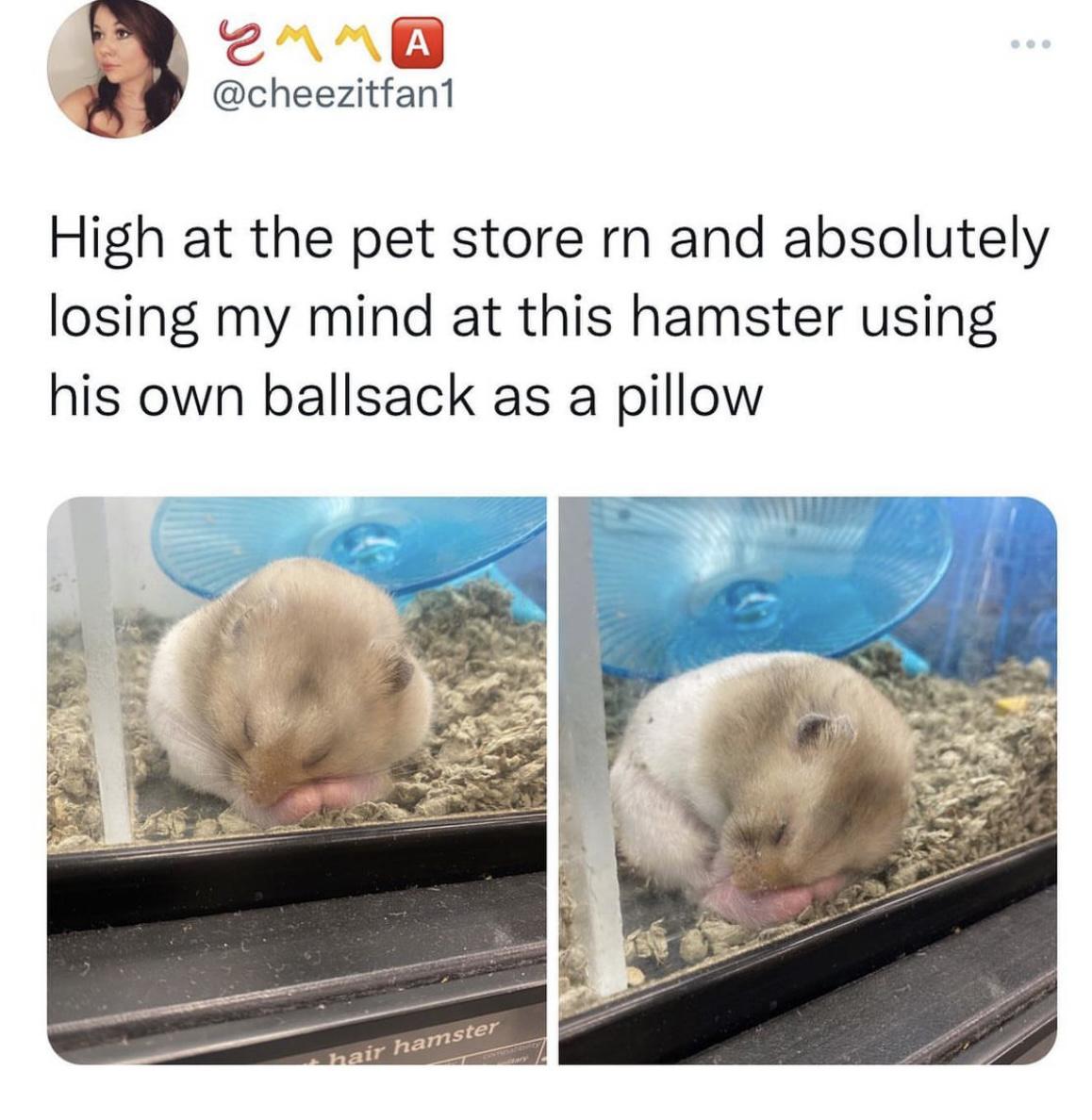 Hamster's packing | Scrolller