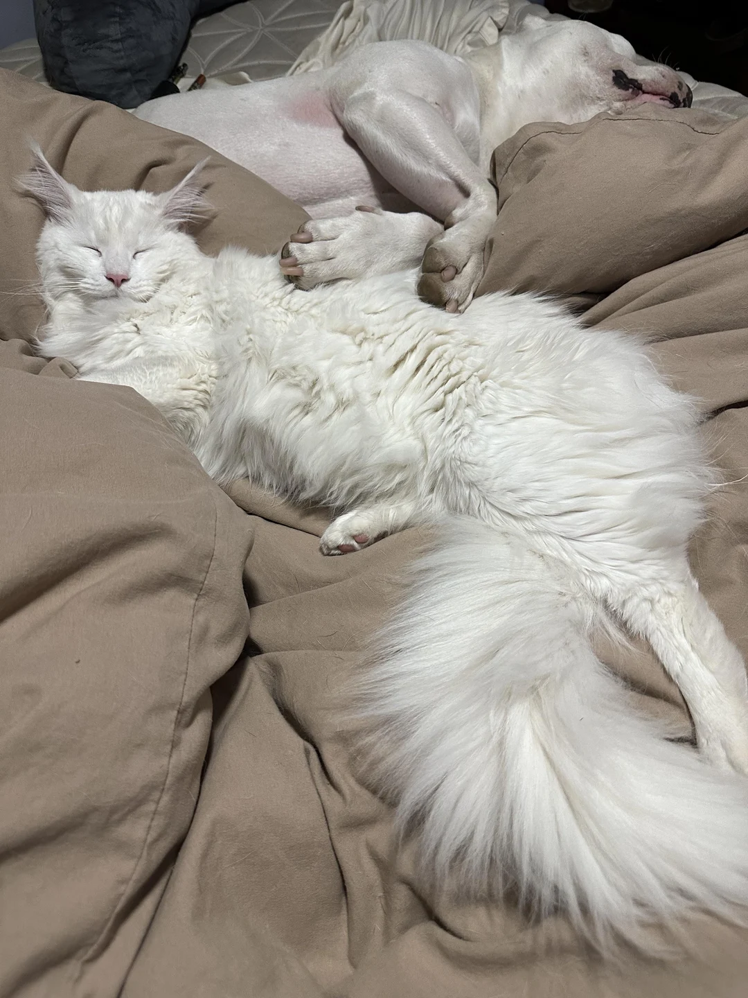 [OC] Just a Pibble and Maine Coon Cuddle Puddle | Scrolller