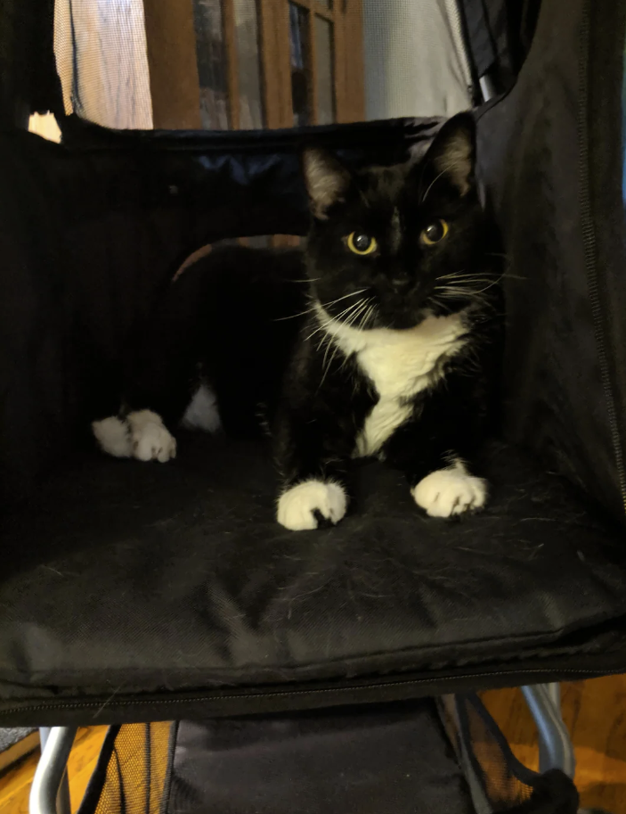 Catto really enjoys his stroller | Scrolller
