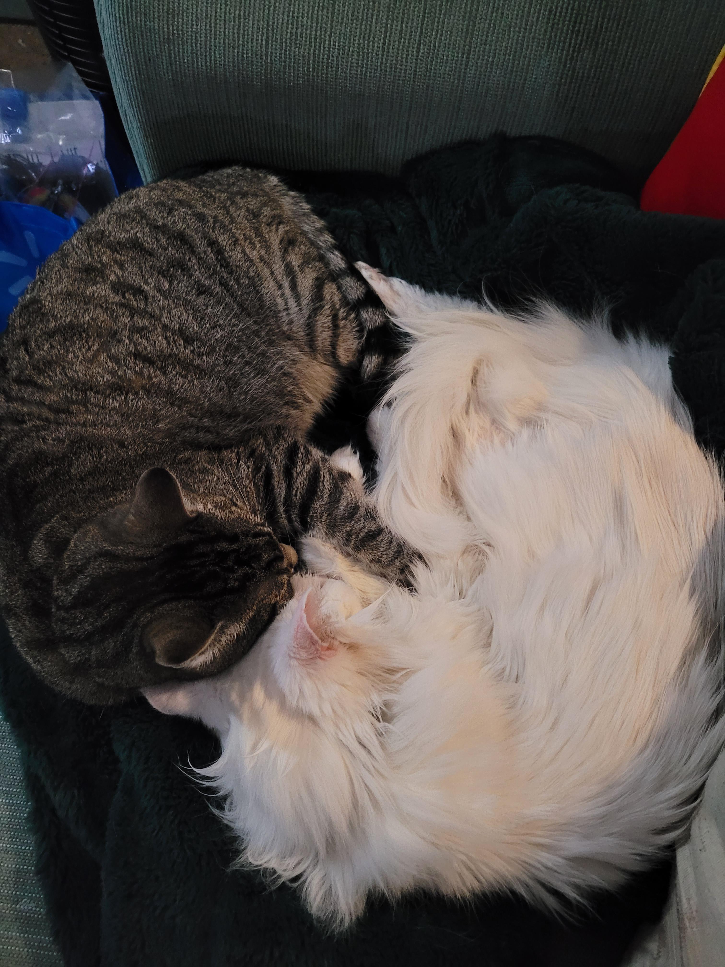 Dusty(8 year old tabby) and Kaiva(19 year old white fluff ball) enjoying a snuggle. | Scrolller