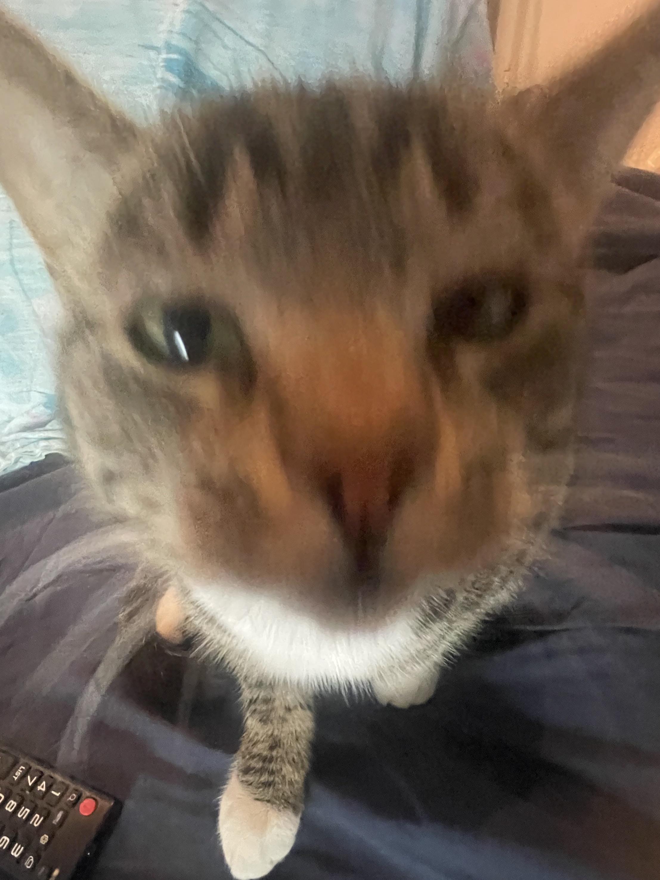 0,5 POV looks so great on cats tbh | Scrolller