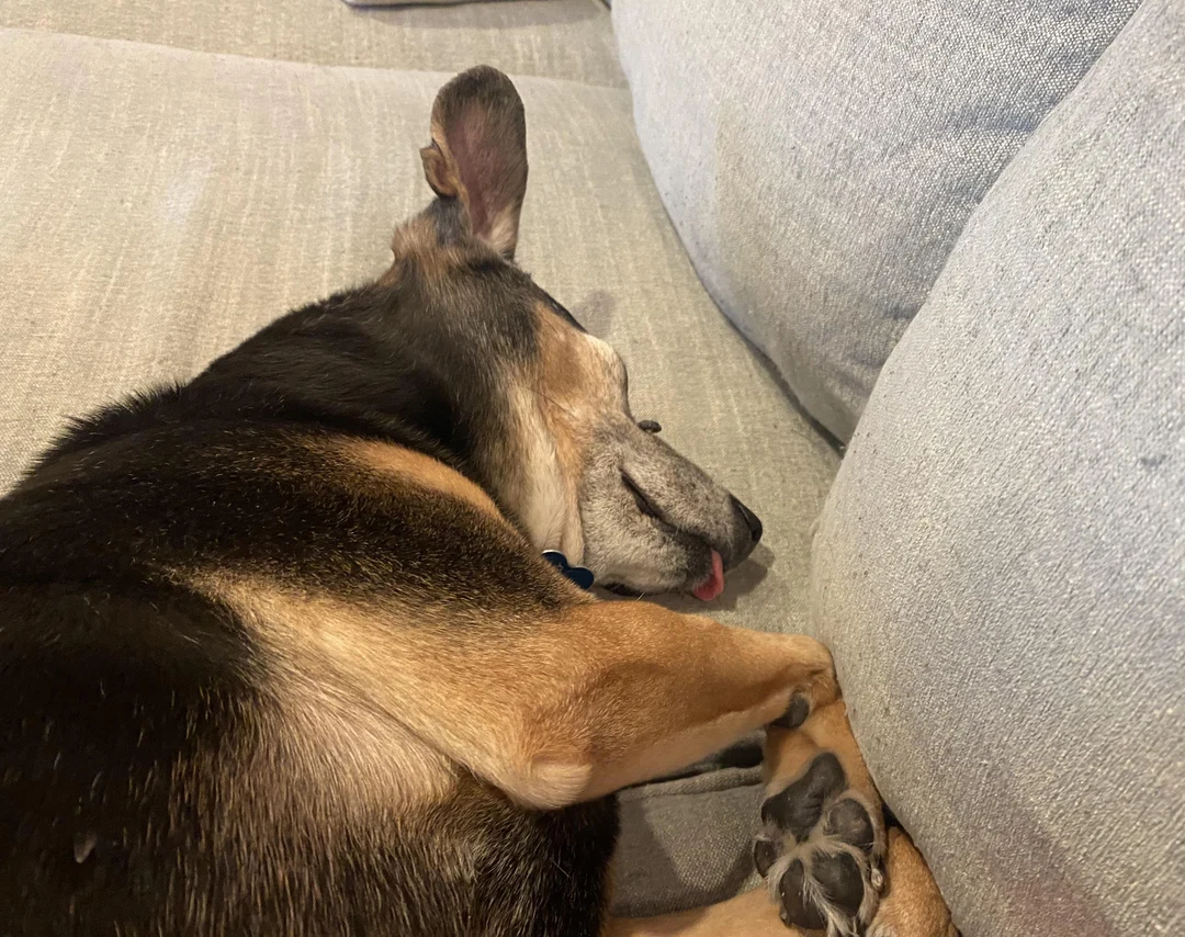 Old lady Cocoa has started sticking her tongue out when she falls asleep | Scrolller