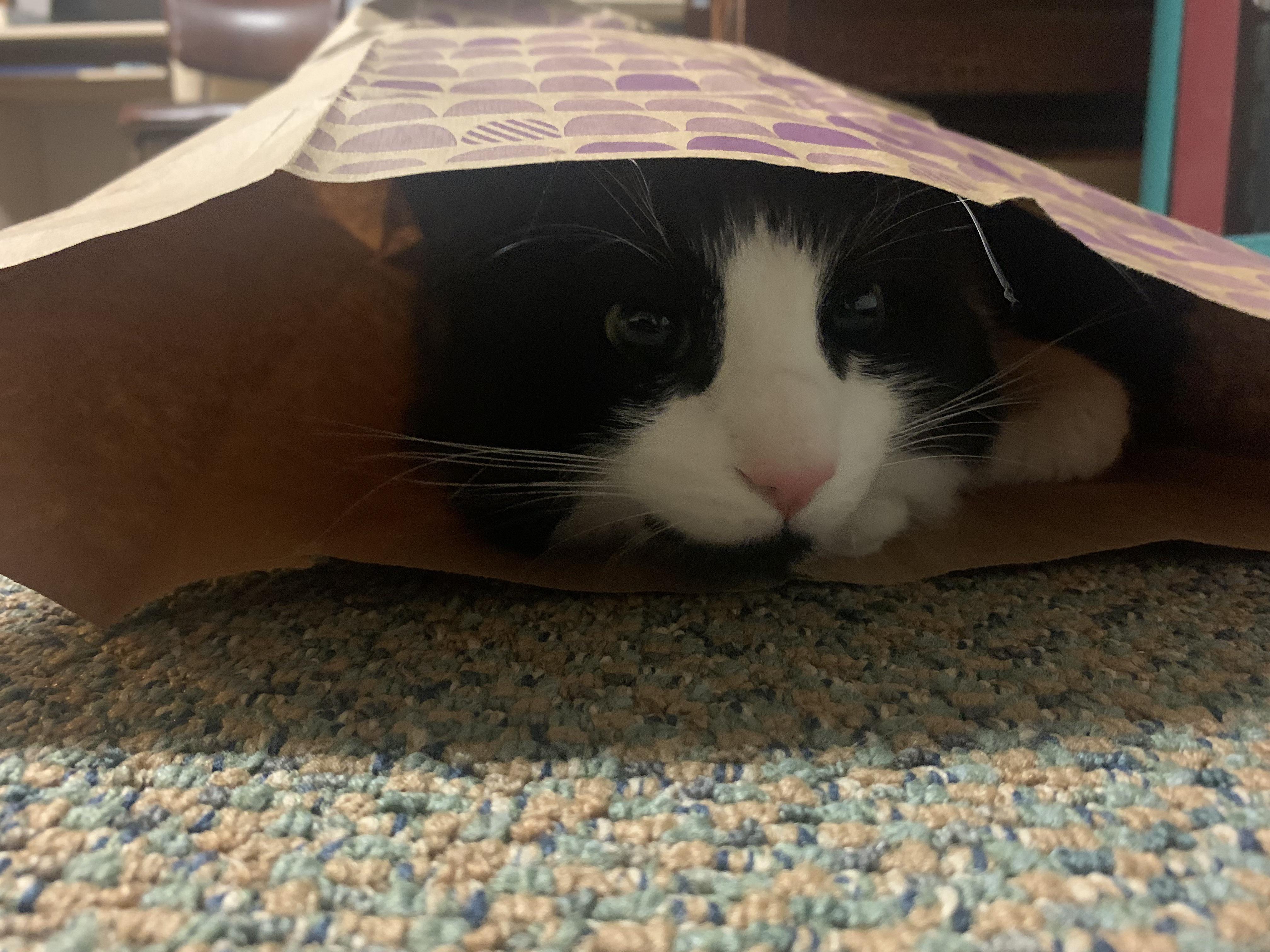 We did, in fact, let the cat out of the bag. | Scrolller