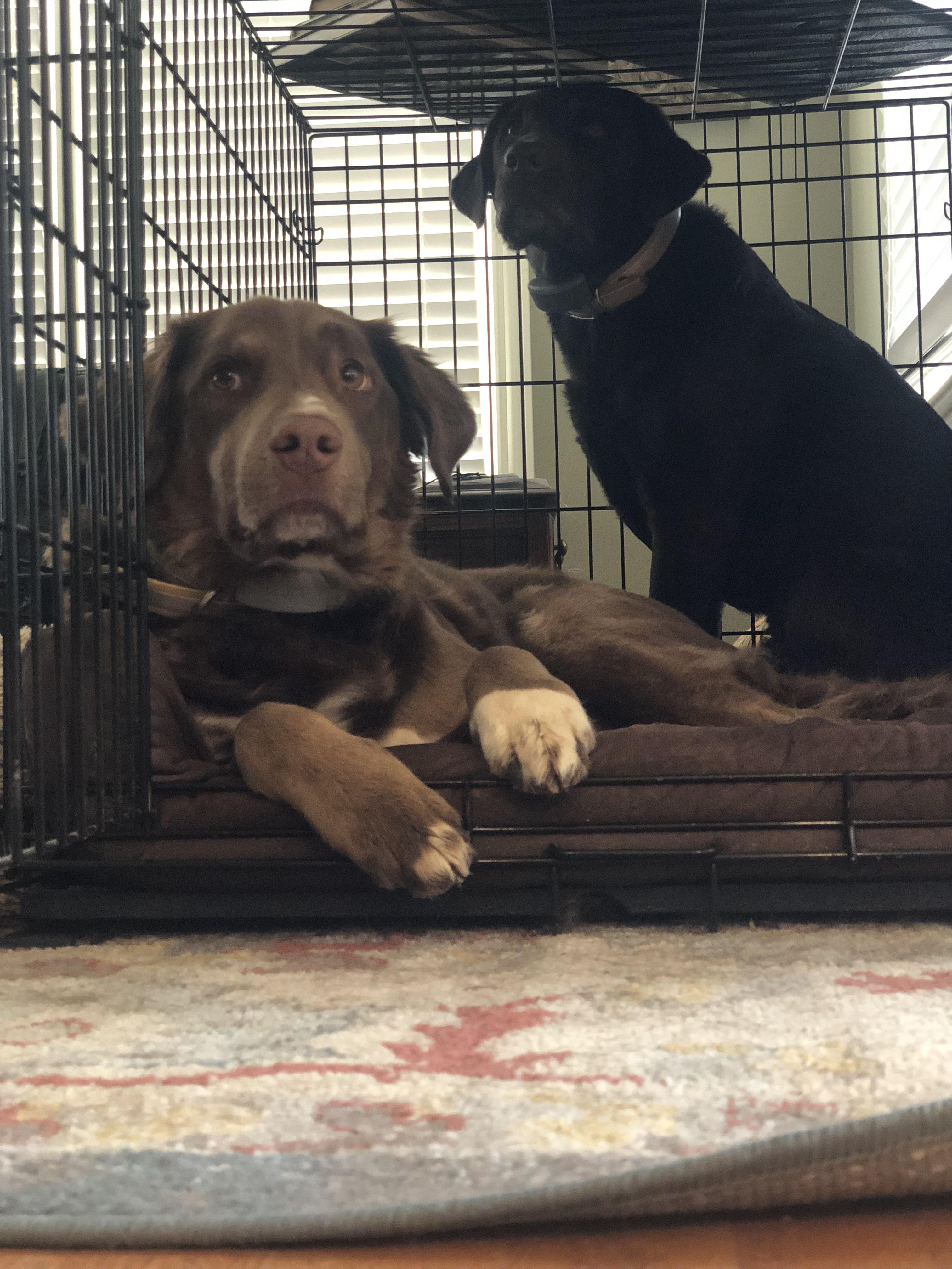 Hank and Daisy just chilling in the crate | Scrolller