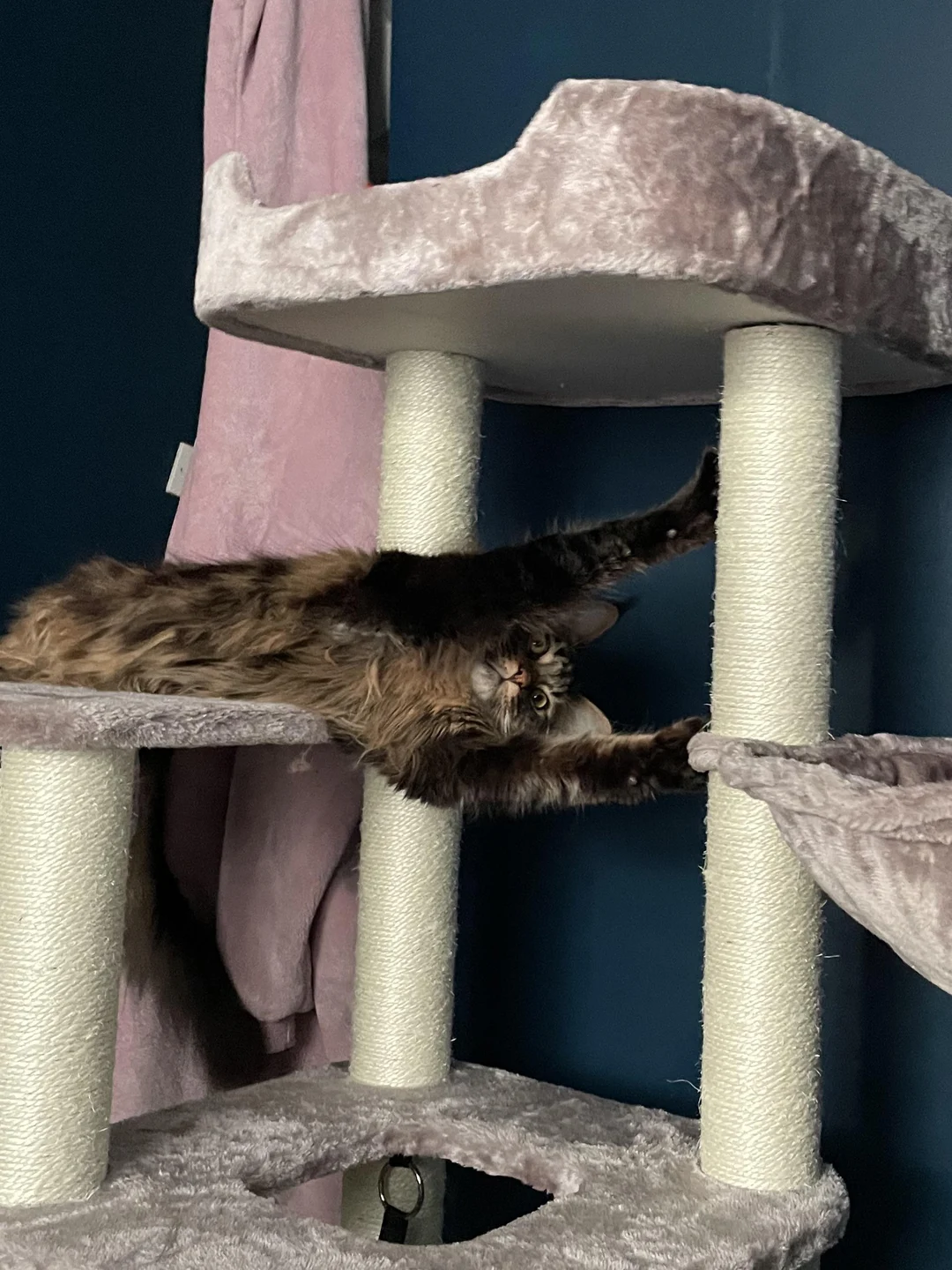 anyone else got a fussy coon? | Scrolller