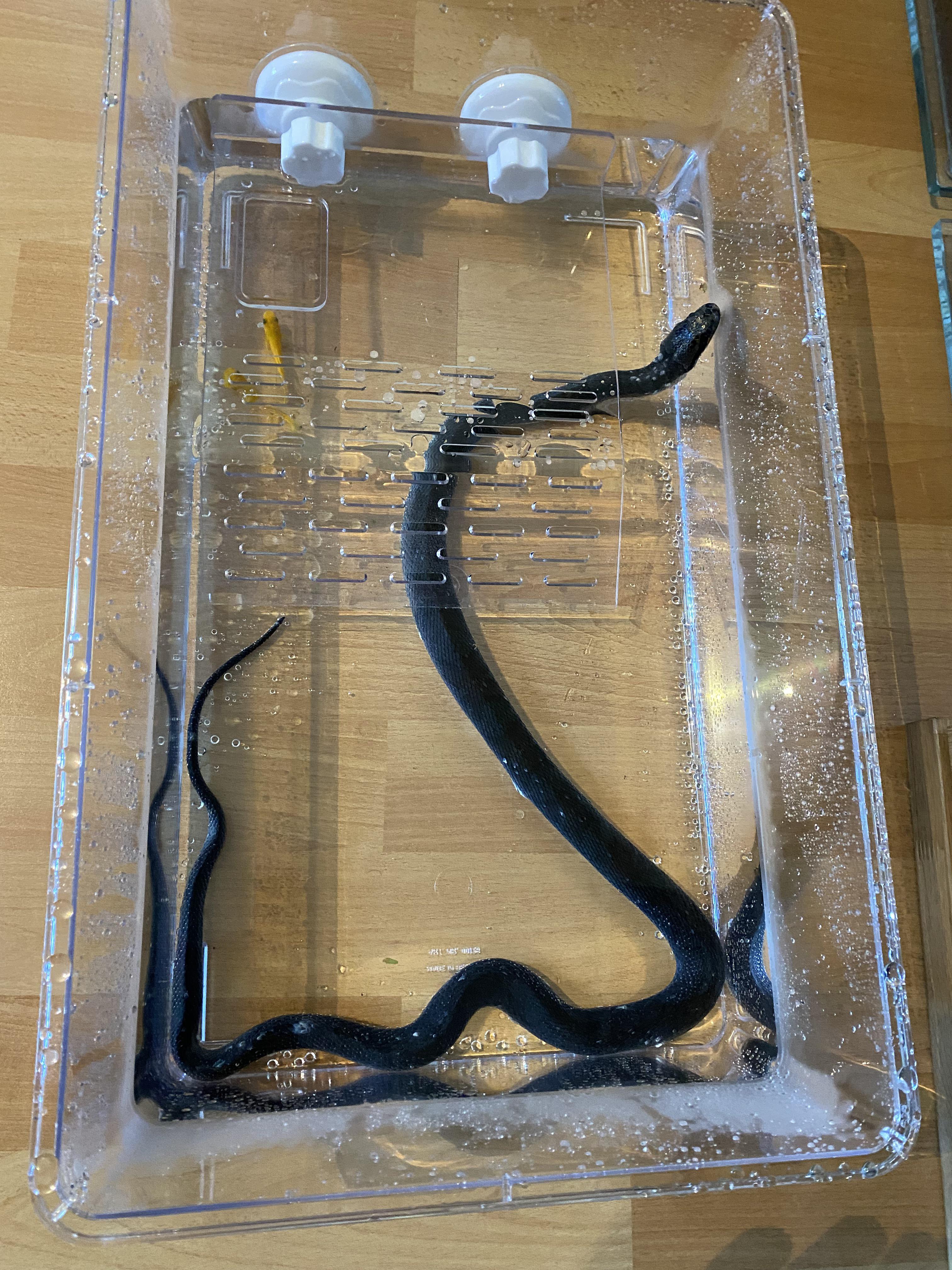 Update on my snake. | Scrolller