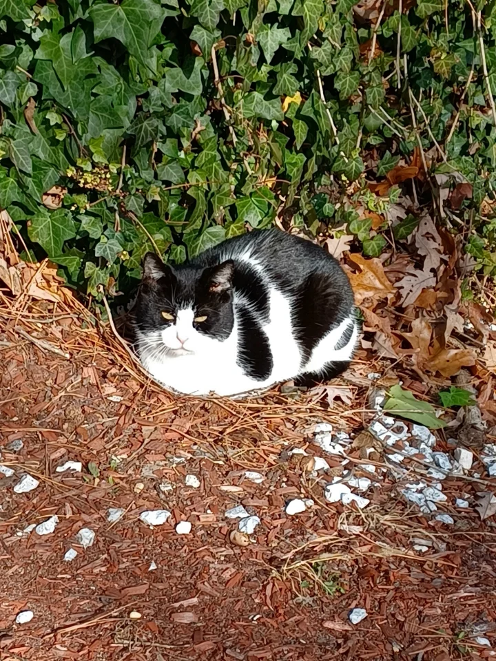 Stray loaf | Scrolller
