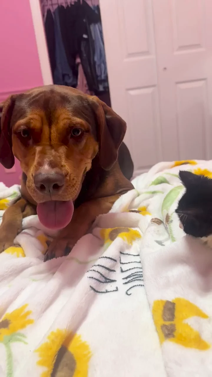 Is this aggressive behavior? | Scrolller