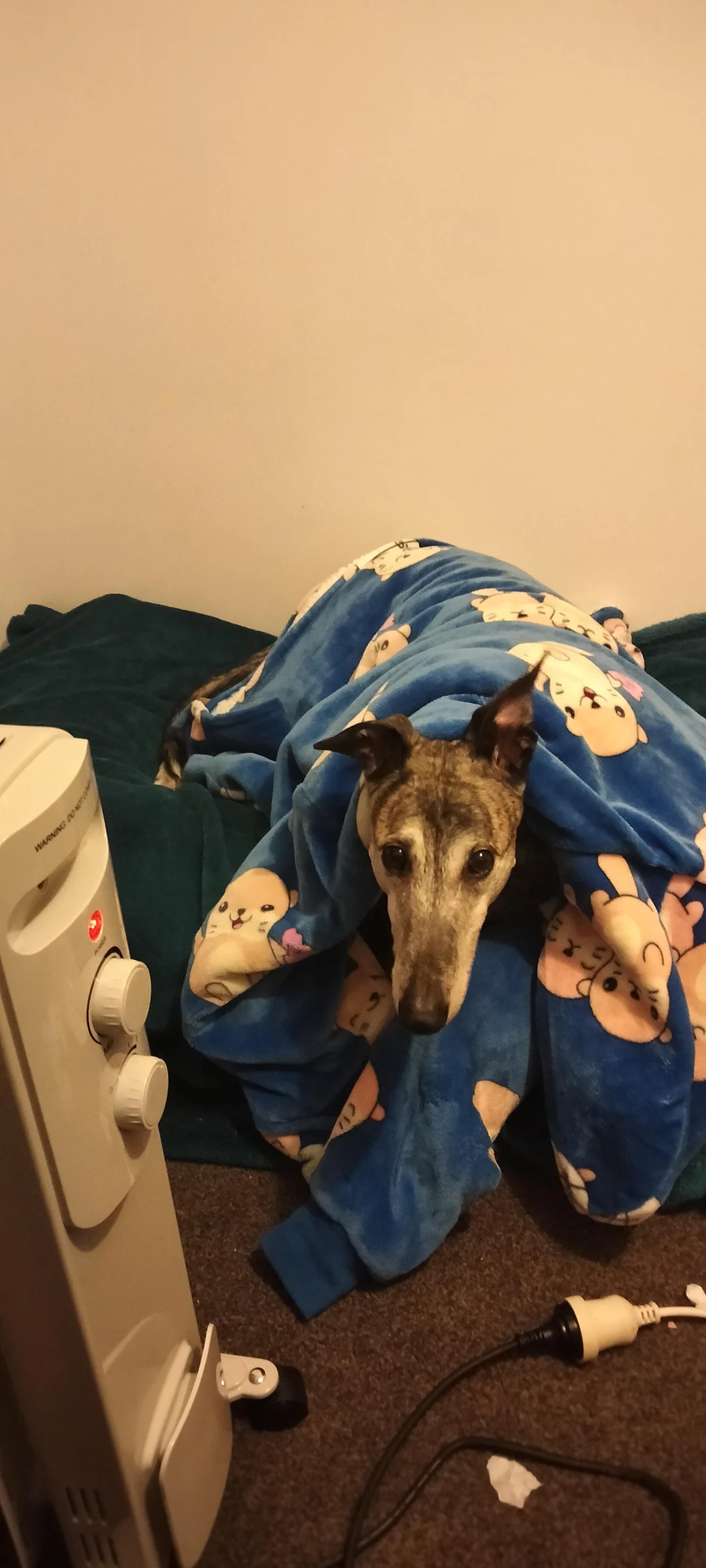 My Boy, Jerry enjoying my oddie and the heater | Scrolller