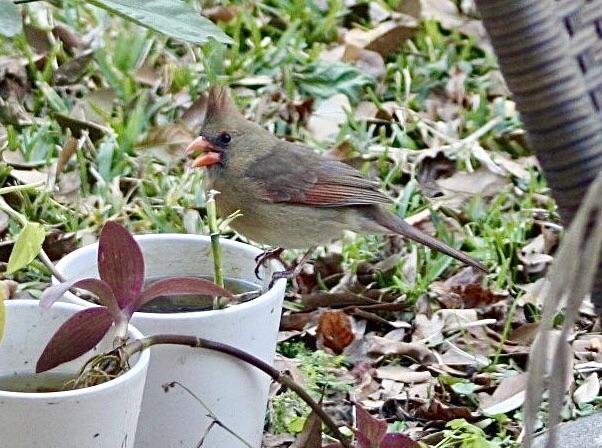 Female cardinals | Scrolller