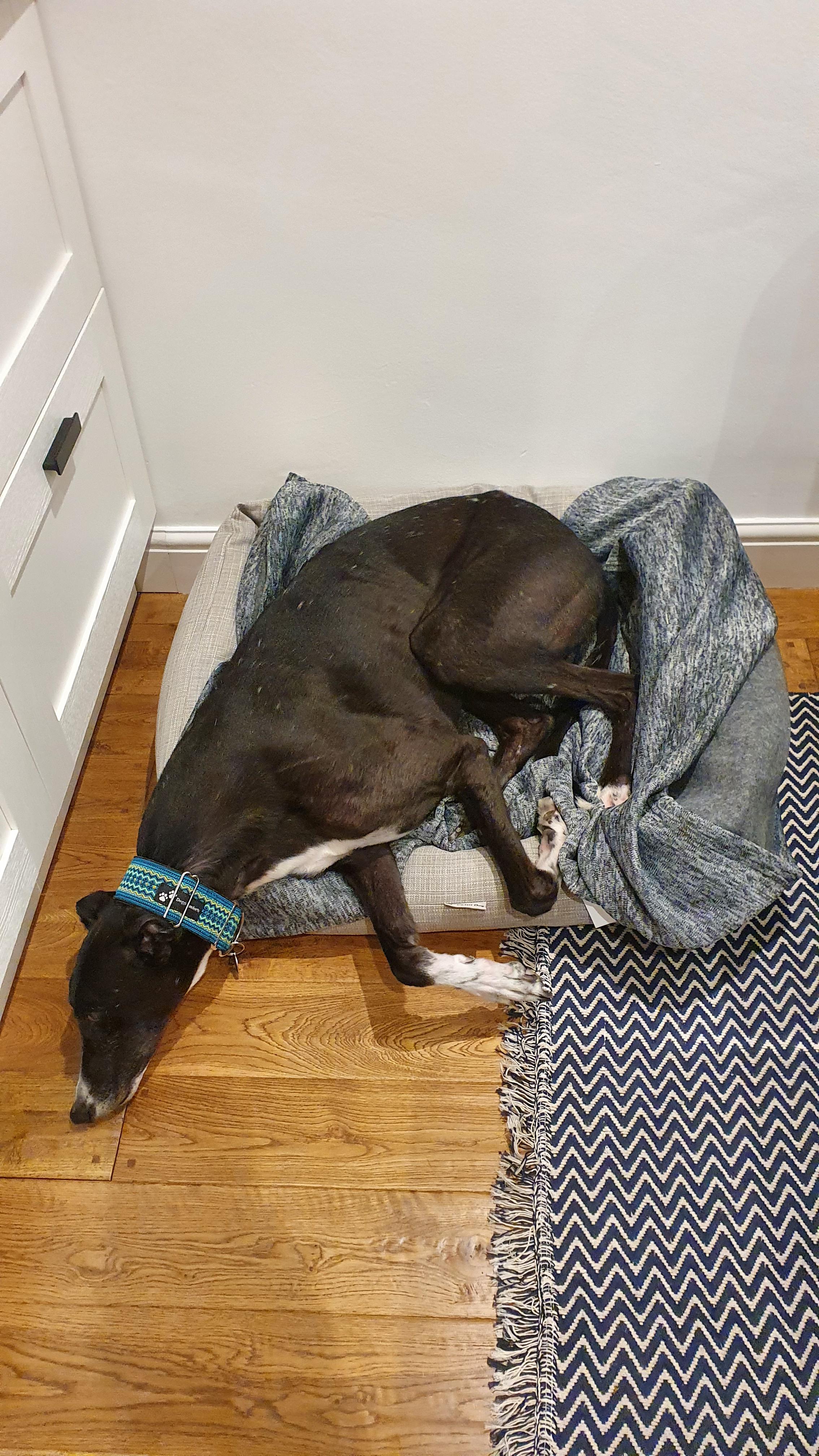 I think we got the dimensions wrong for his new bed | Scrolller