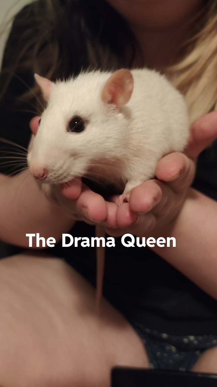 How to administer medication to a very stubborn rat | Scrolller